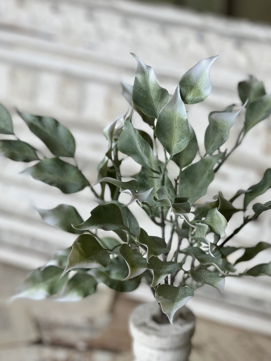 Gallivanting Greens Bush | 13.5" – Small Town Variety